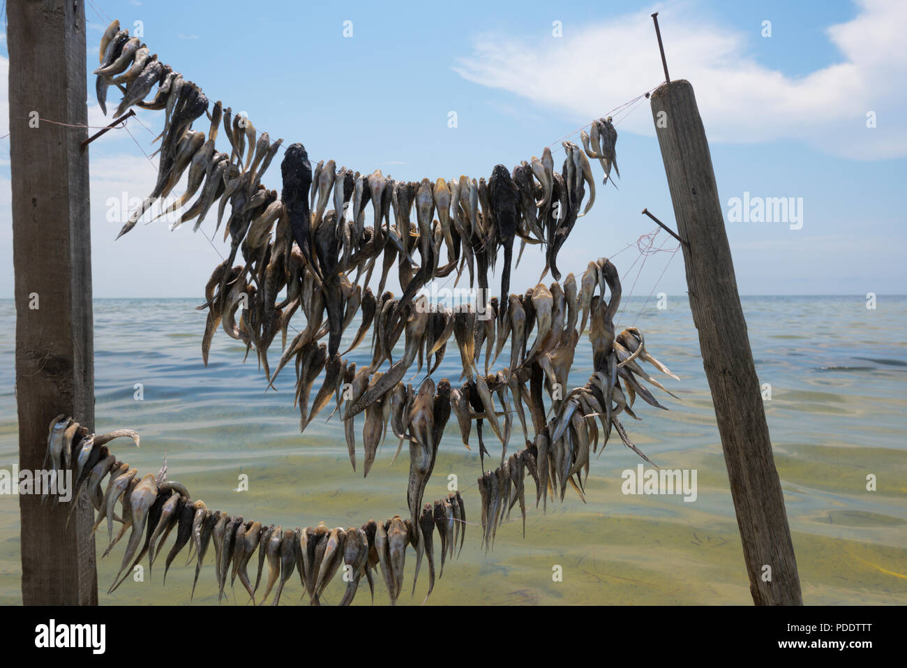 Preparing dried fish hi-res stock photography and images - Alamy