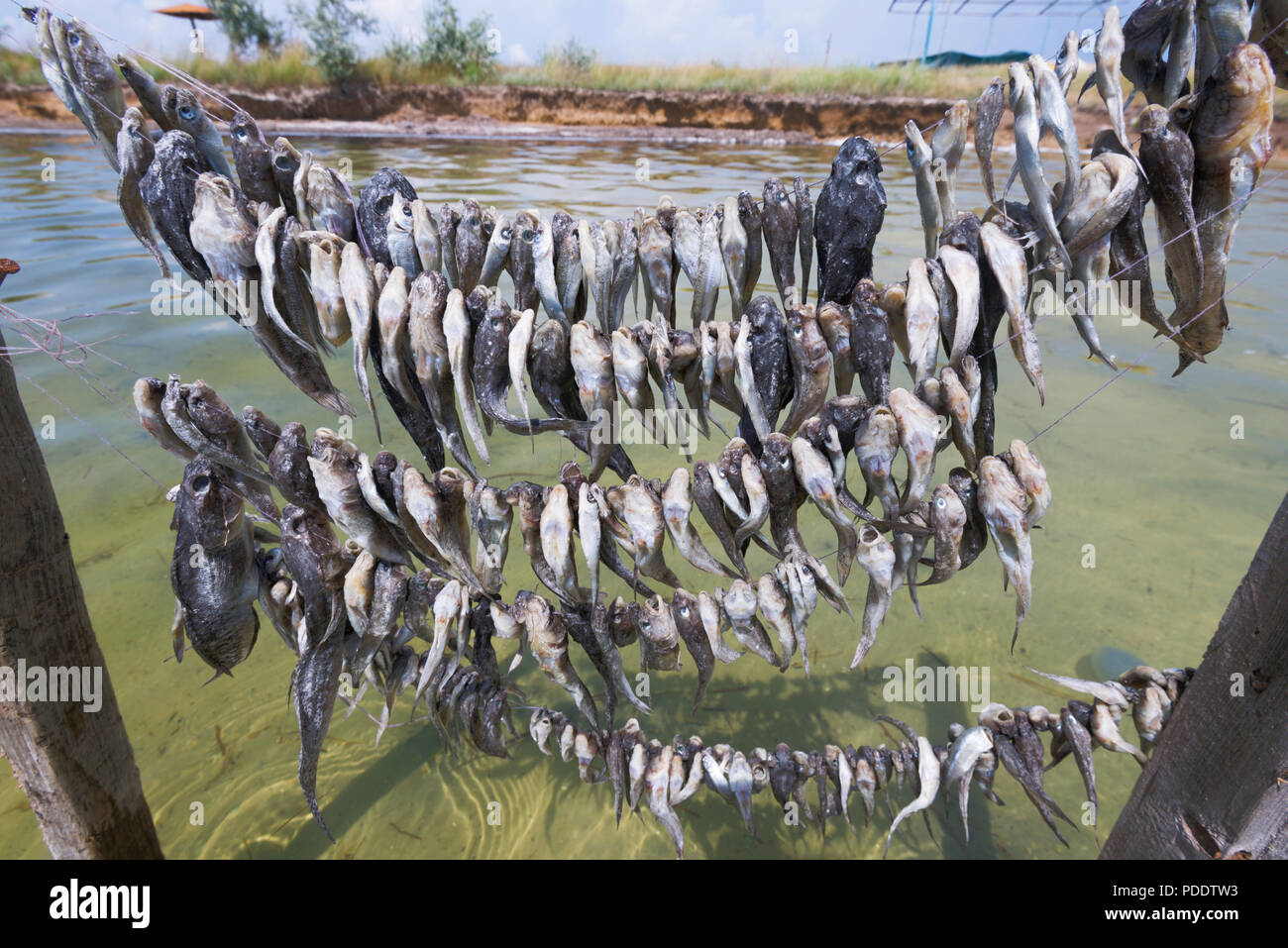 drying fish, Ukraine Stock Photo - Alamy