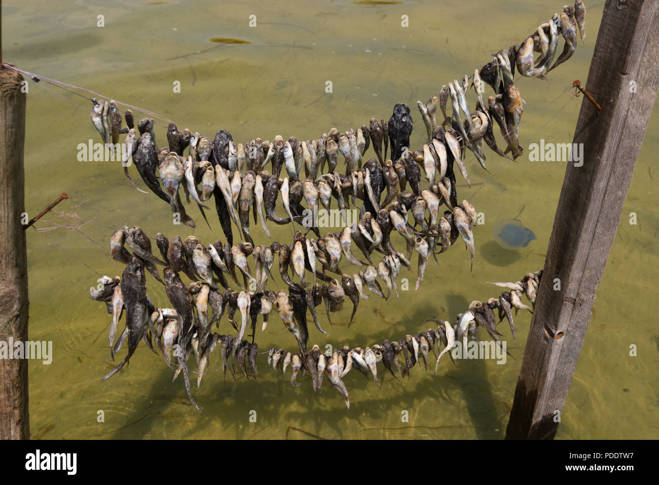 Preparing dried fish hi-res stock photography and images - Alamy