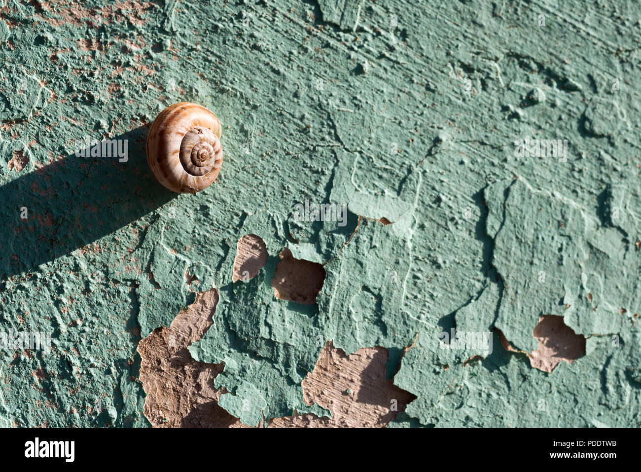 Snail on textured surface hi-res stock photography and images - Alamy