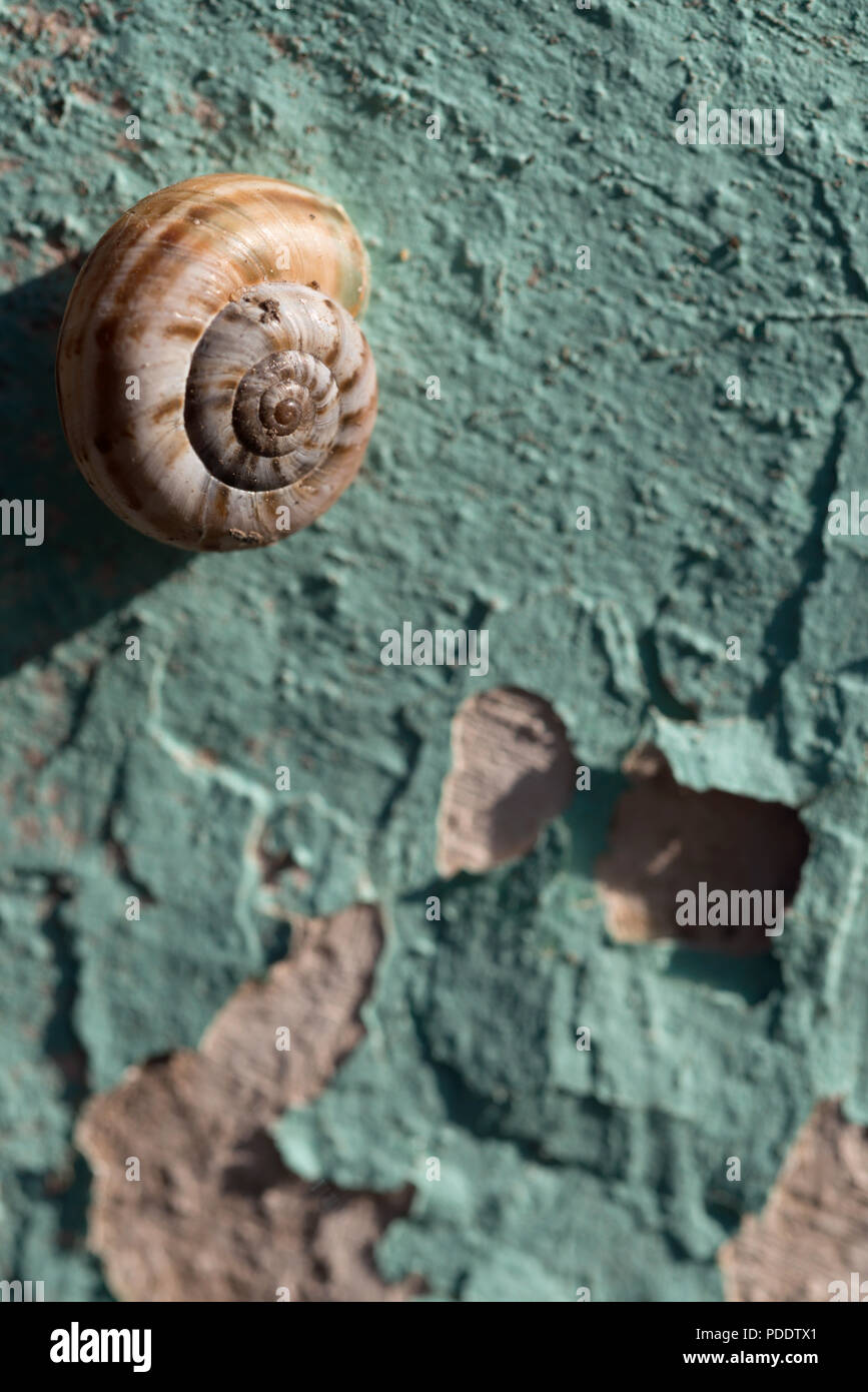 a snail on a wall Stock Photo - Alamy