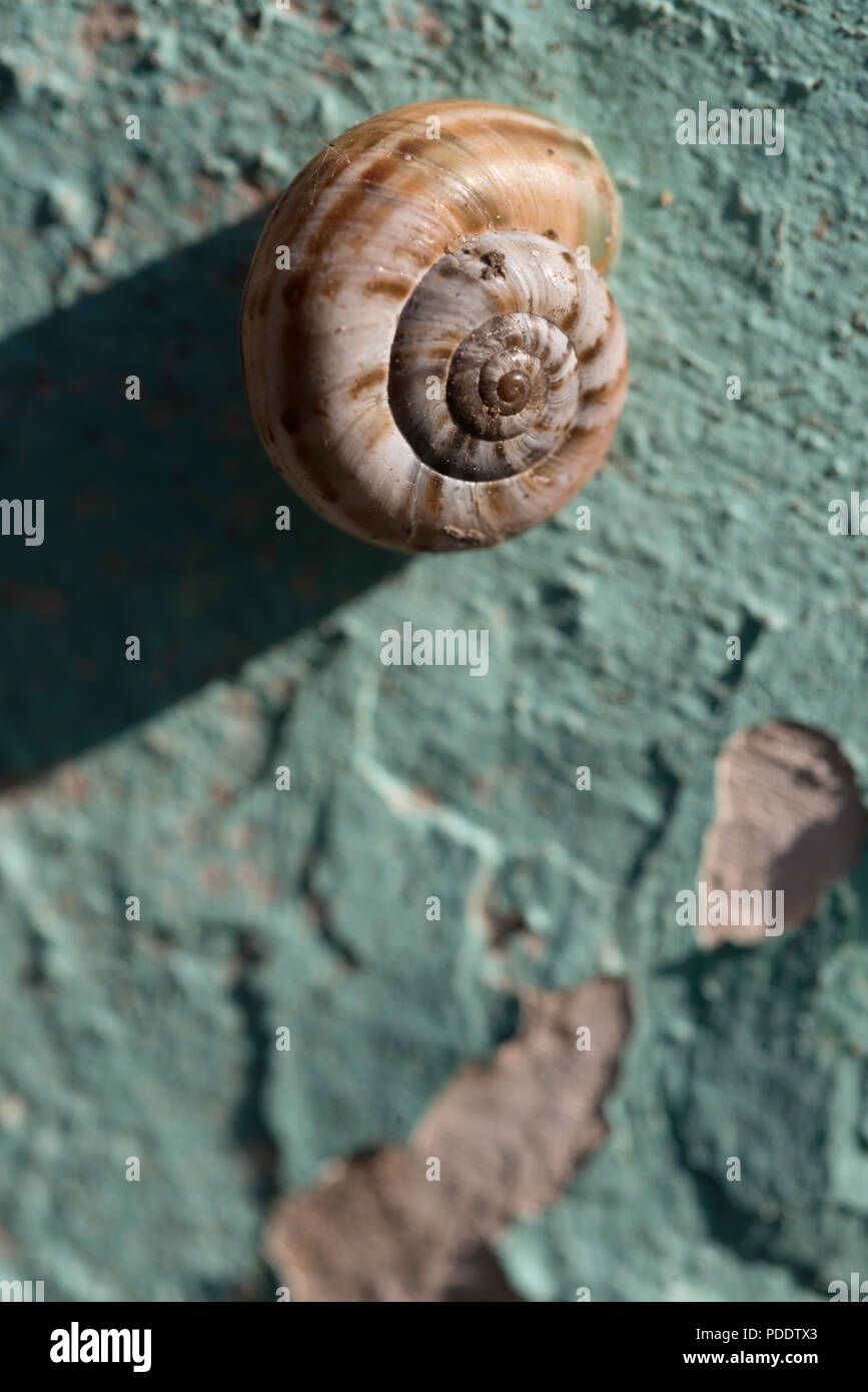Slow snail on wall hi-res stock photography and images - Alamy