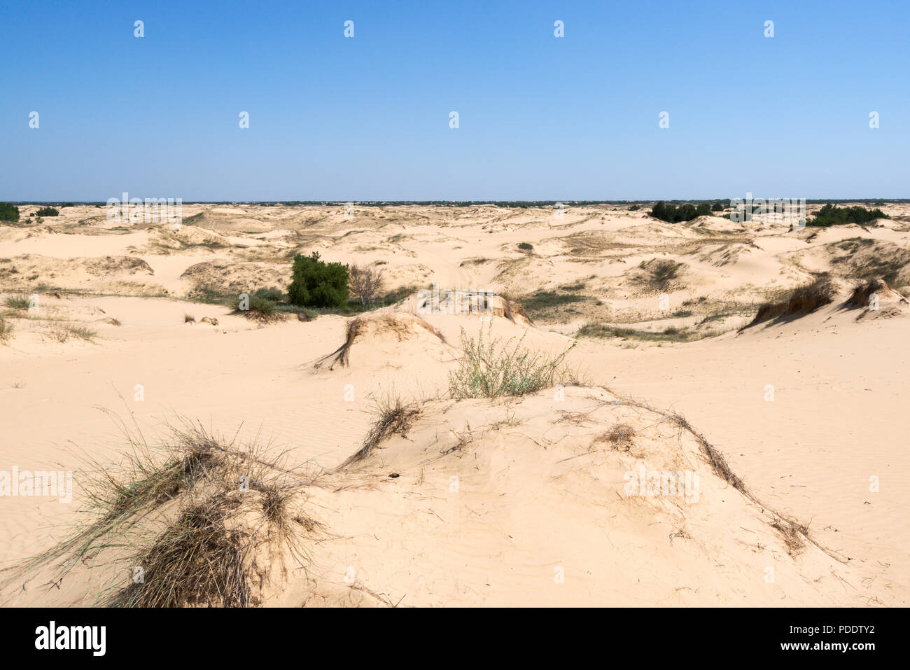 Desert oleshky sands hi-res stock photography and images - Alamy