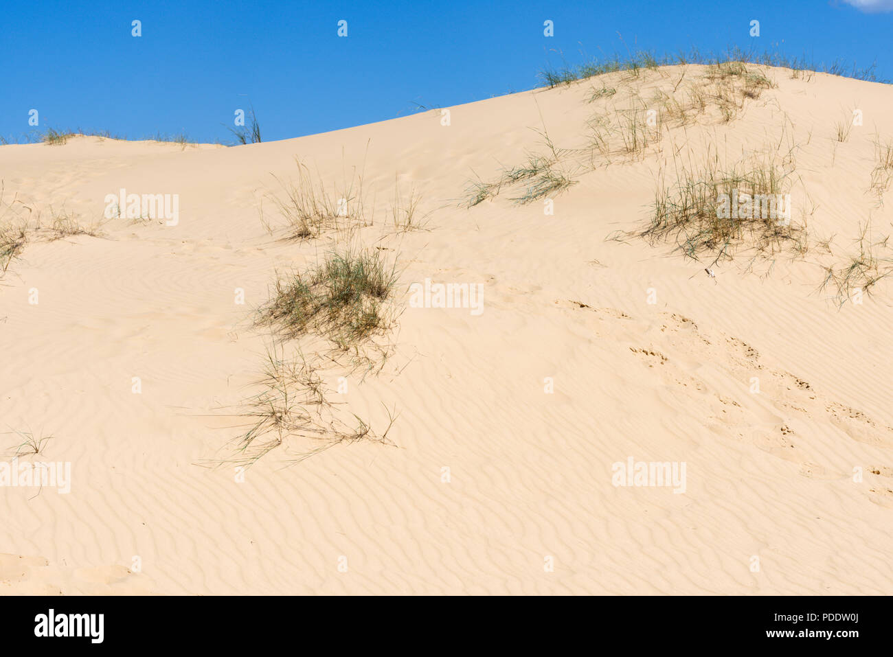 Desert oleshky sands hi-res stock photography and images - Alamy