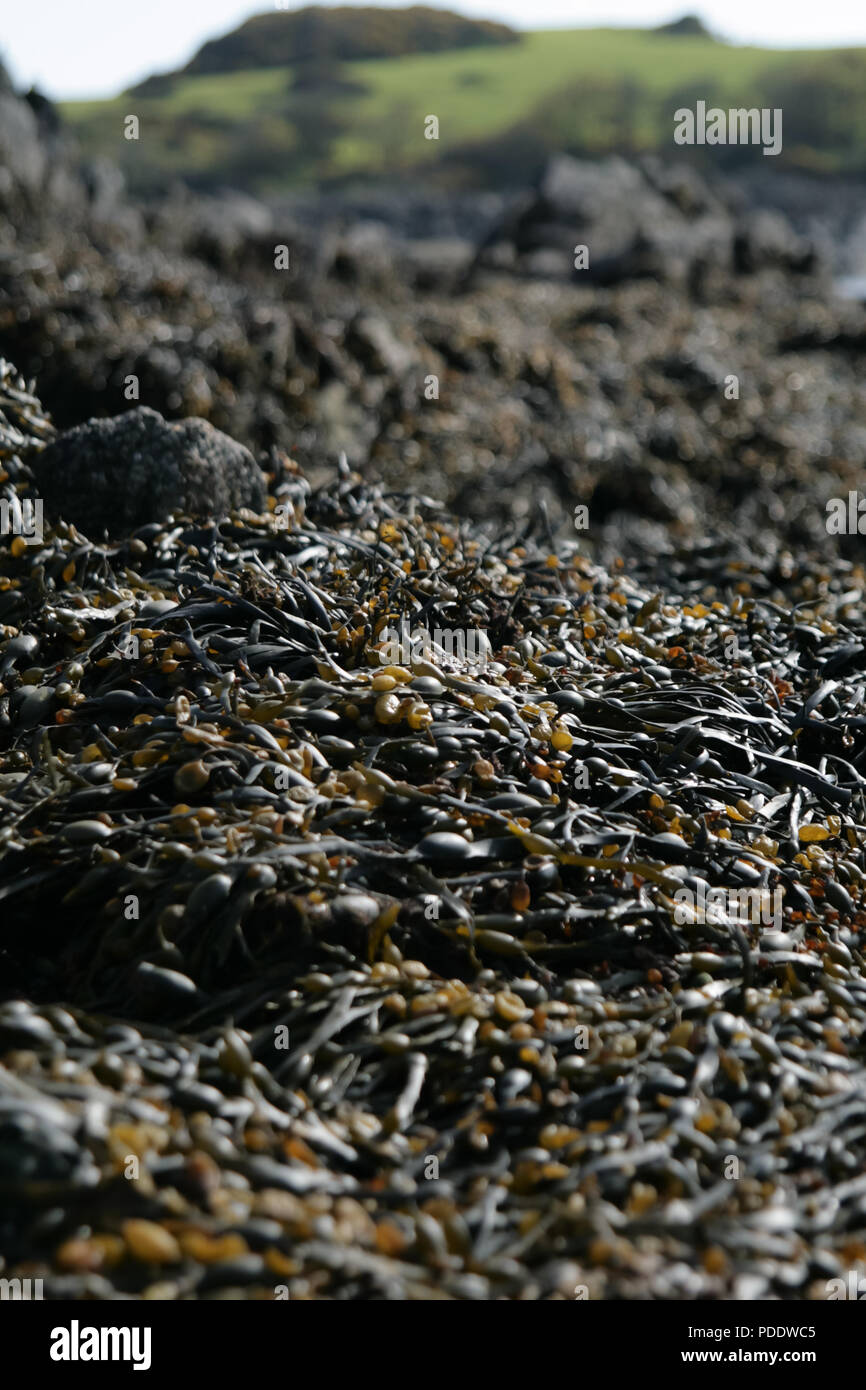 Piles of seaweed by a lake in Scotland Stock Photo - Alamy