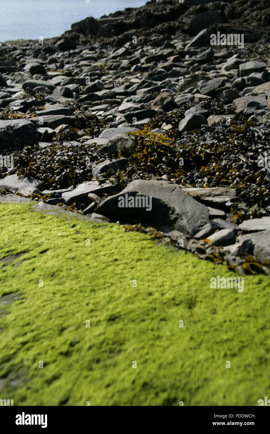 Slippery with seaweed hi-res stock photography and images - Alamy