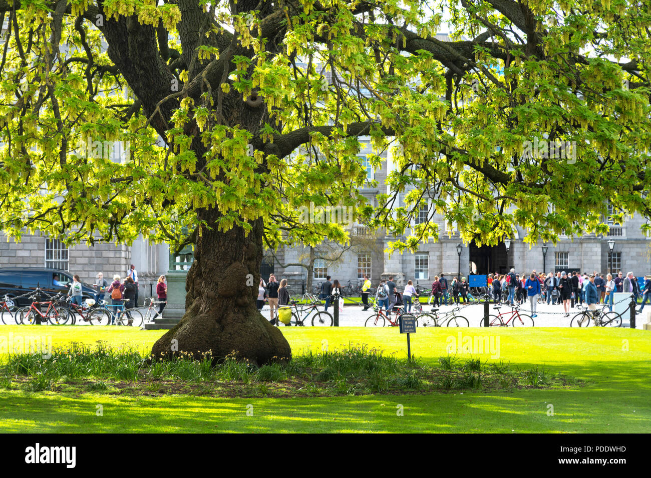 Library tree hi-res stock photography and images - Alamy