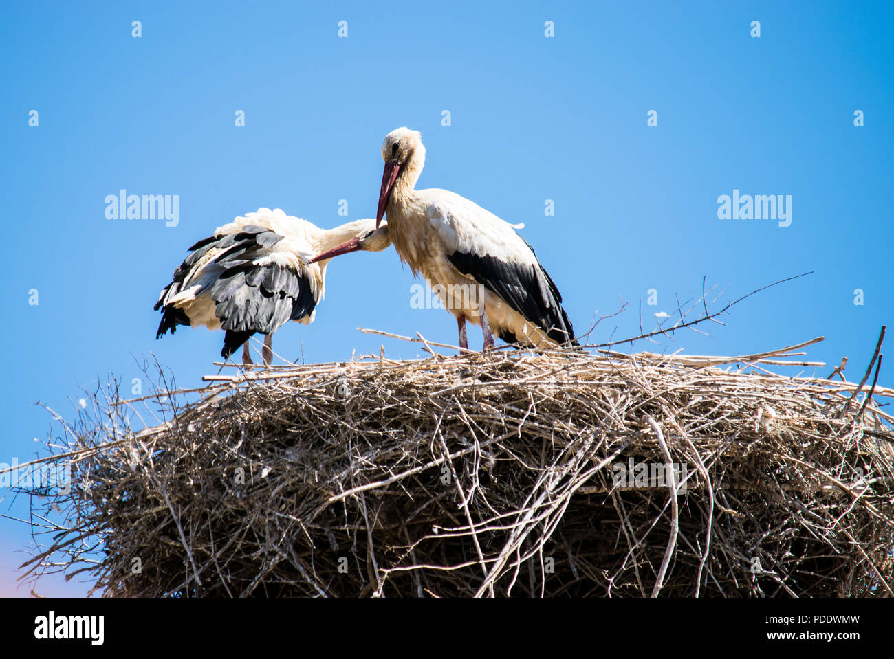 Pair of white storks , Ciconia ciconia, on a nest made of grasses and ...