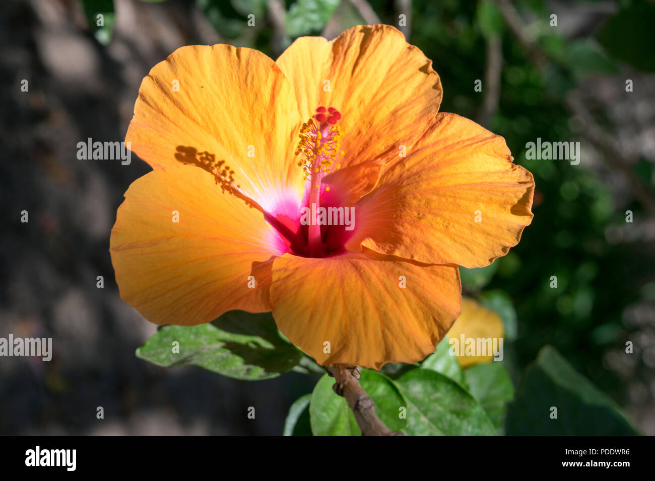Large flowerlarge orange flower hi-res stock photography and images - Alamy