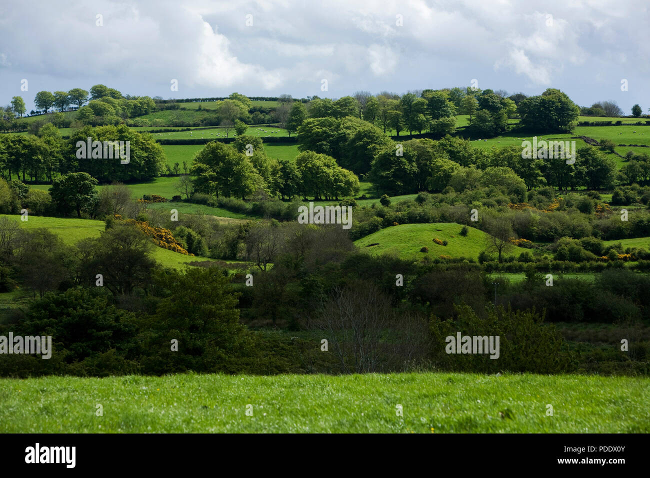Spring fields around Straid, an agricultural area in the east Antrim ...