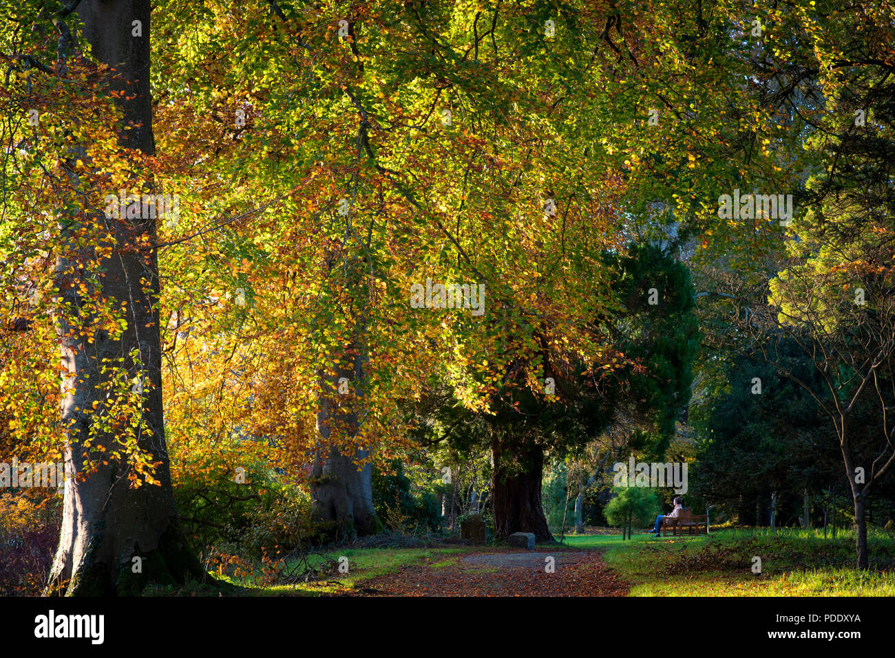 Arching tree canopy hi-res stock photography and images - Alamy