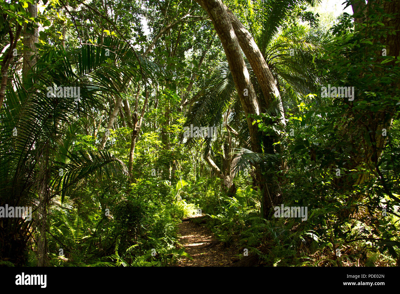 Jozani forest national park hi-res stock photography and images - Alamy