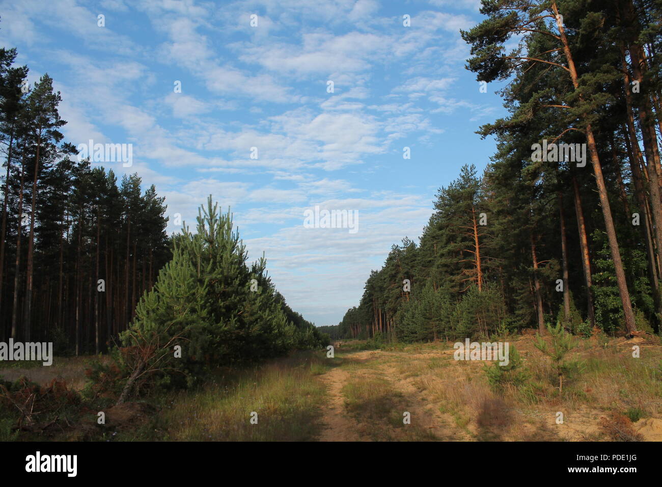 beautiful and unique wild nature of Belarus country amazing landscape ...