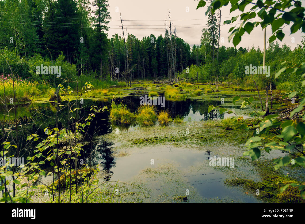 On a forest swamp Stock Photo - Alamy