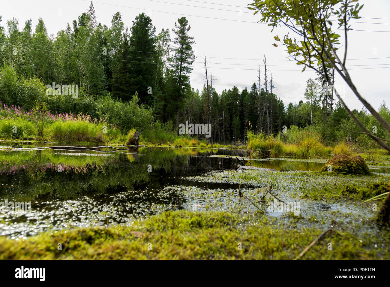 On a forest swamp Stock Photo - Alamy