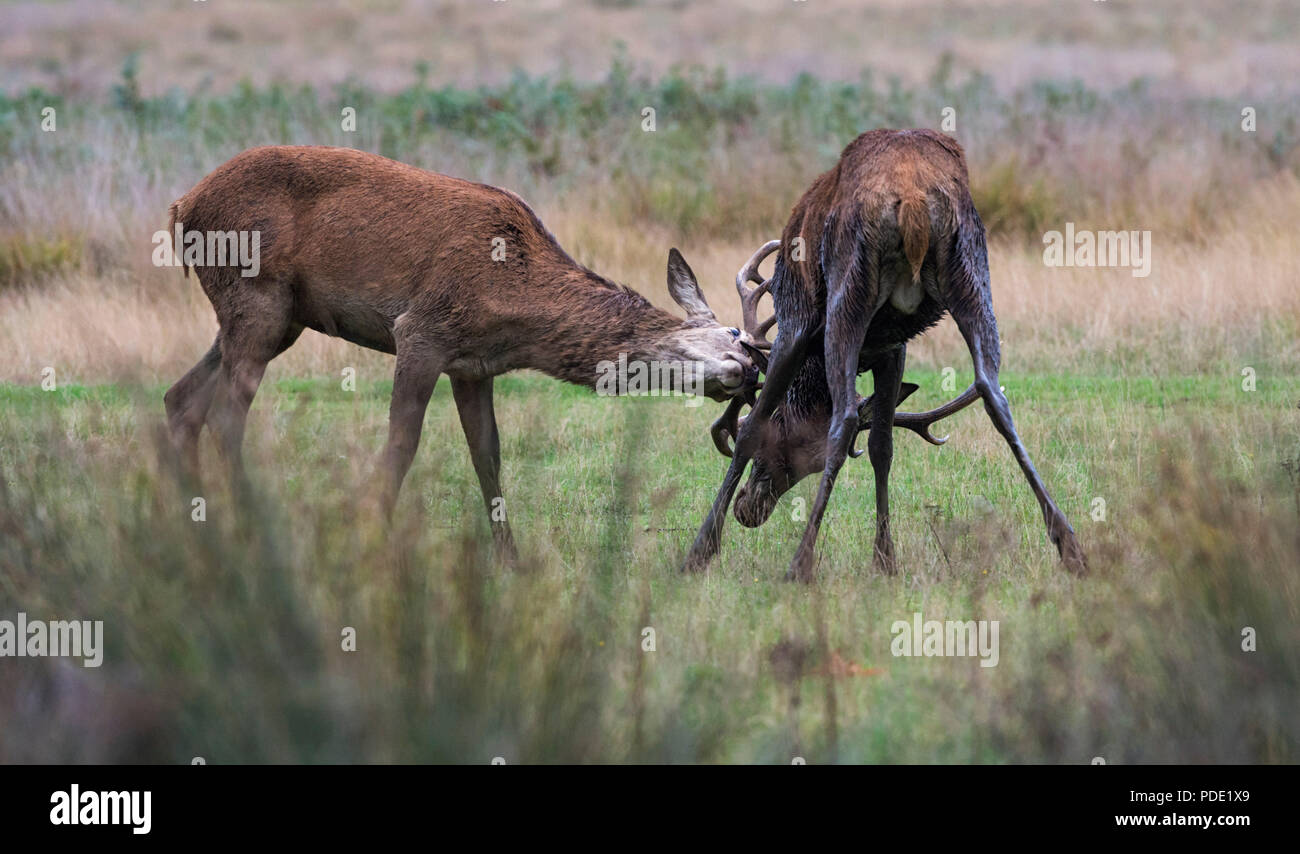 Two young stags rutting hi-res stock photography and images - Alamy