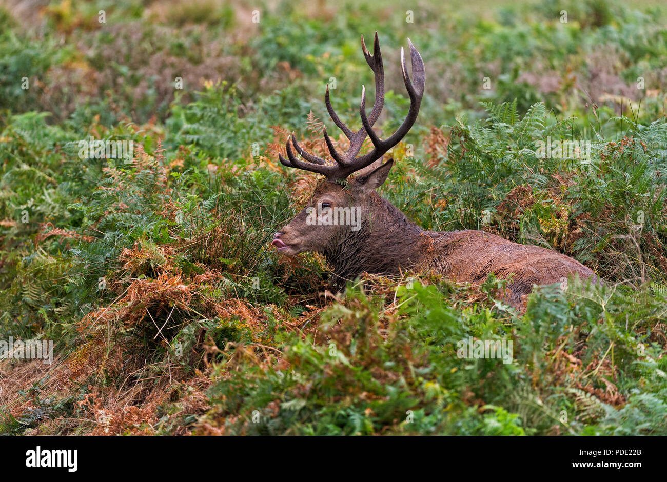 Red Deer Stag Stock Photo - Alamy