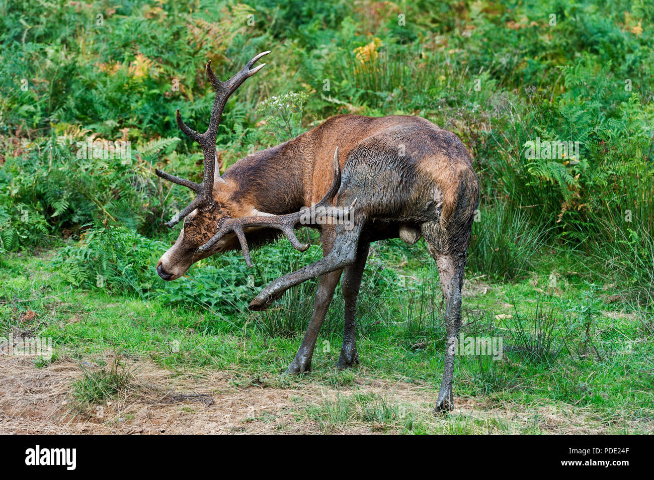 Stag Rutt High Resolution Stock Photography and Images - Alamy