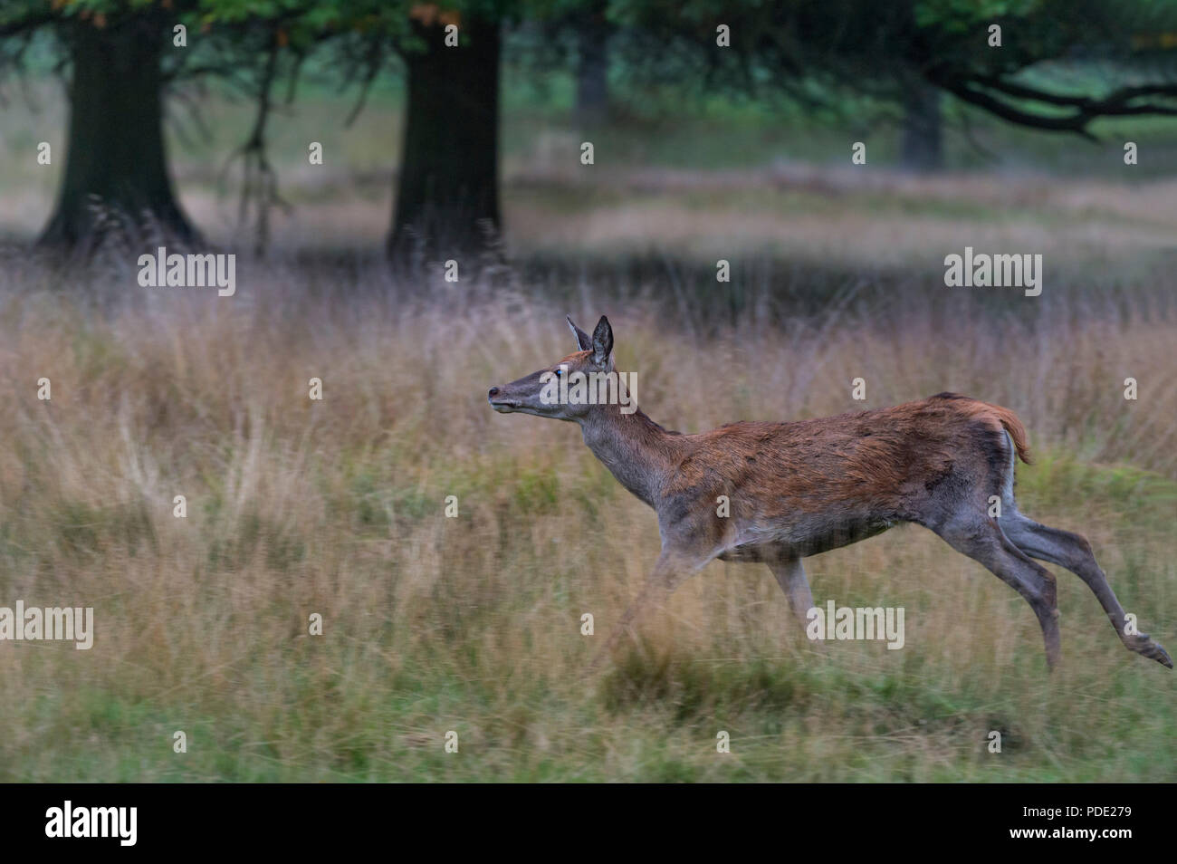 Running Deer High Resolution Stock Photography and Images - Alamy
