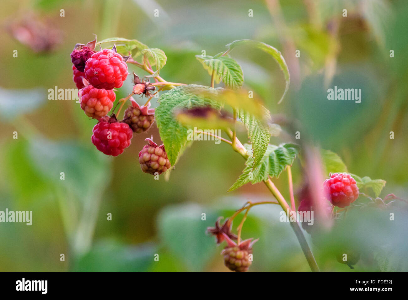 Wild raspberries hi-res stock photography and images - Alamy