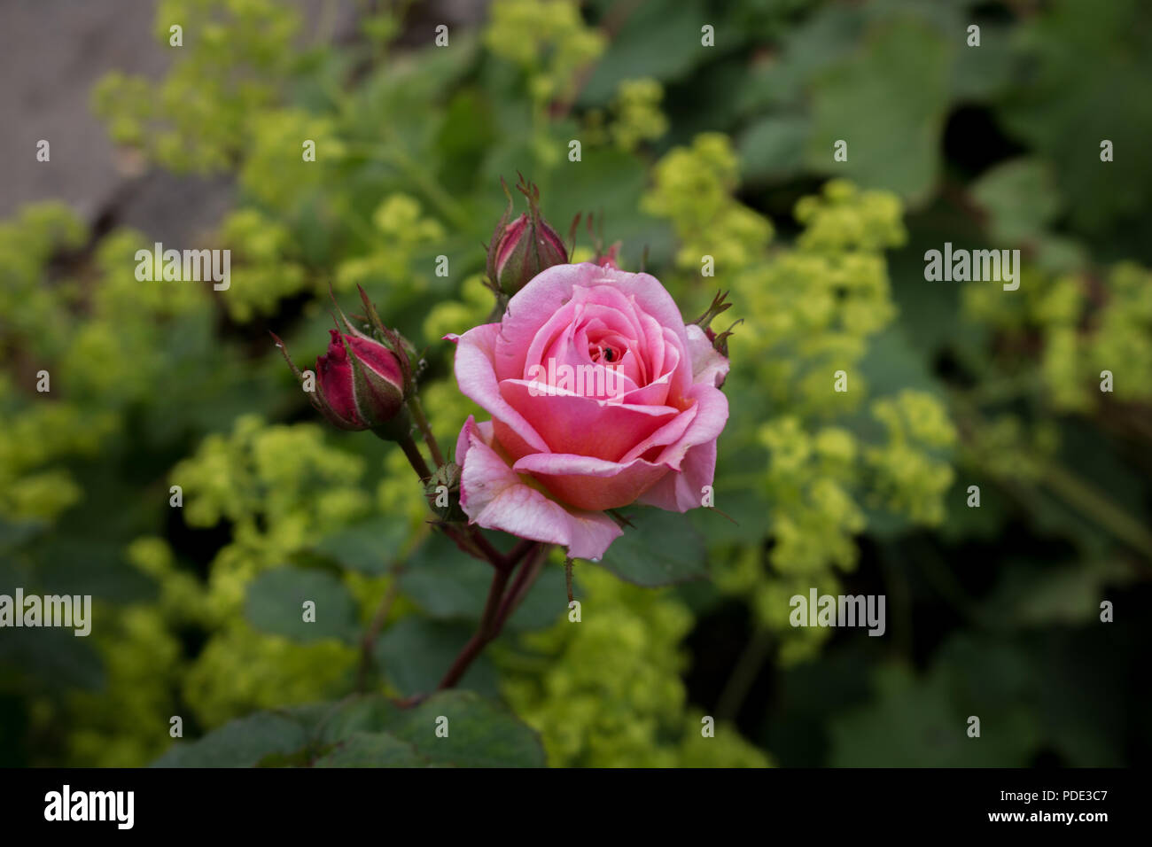 Plant blooming flowers hi-res stock photography and images - Alamy