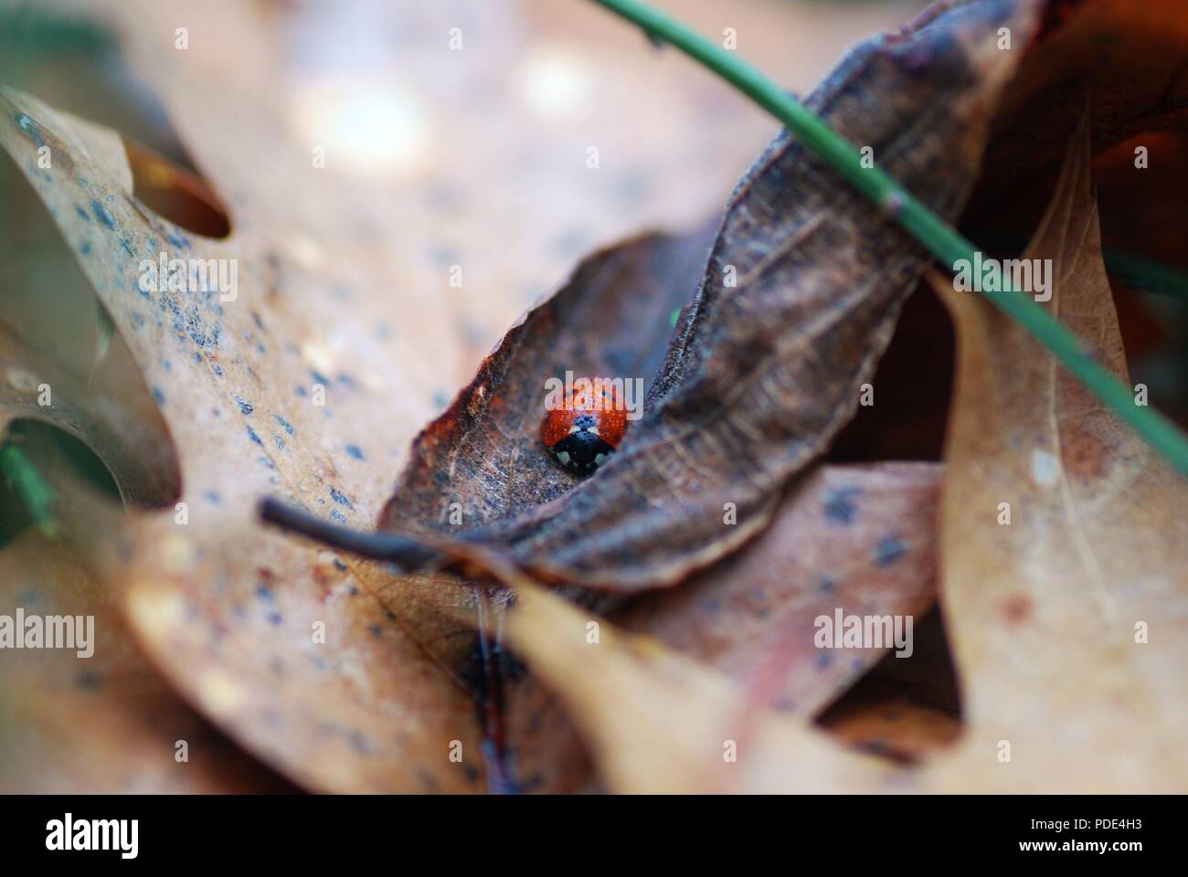 A cherry red lady bug glistening with morning dew makes his way home ...