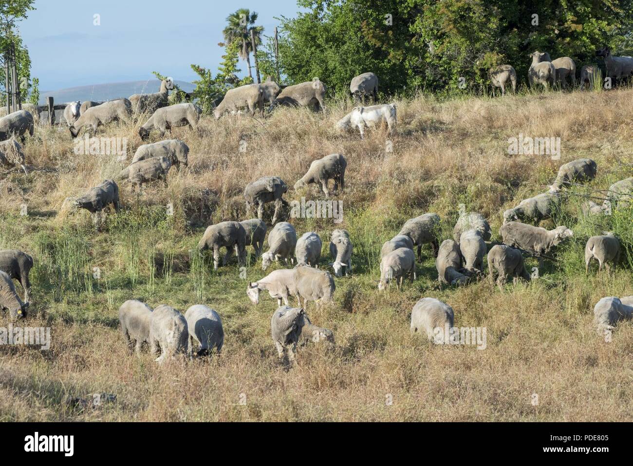Saving goats hi-res stock photography and images - Alamy