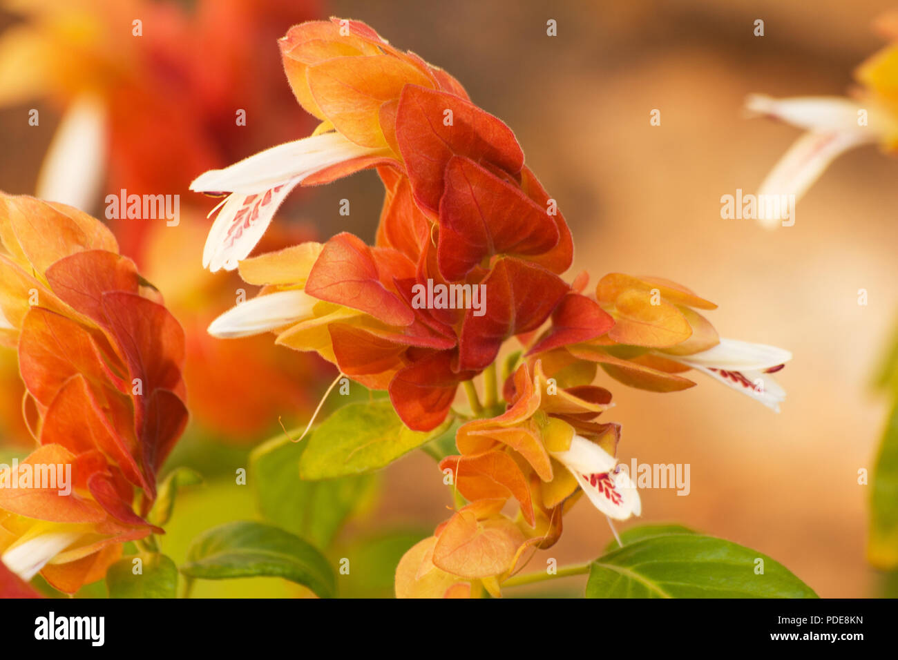 Shrimp plant in flower Stock Photo - Alamy