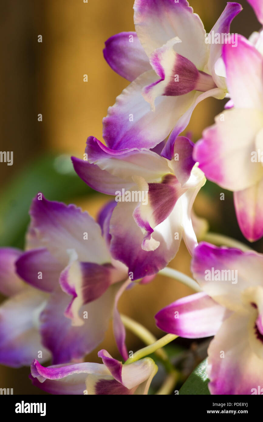 Orchid plant (Dendrobium Nobile) in bloom on a tree Stock Photo - Alamy
