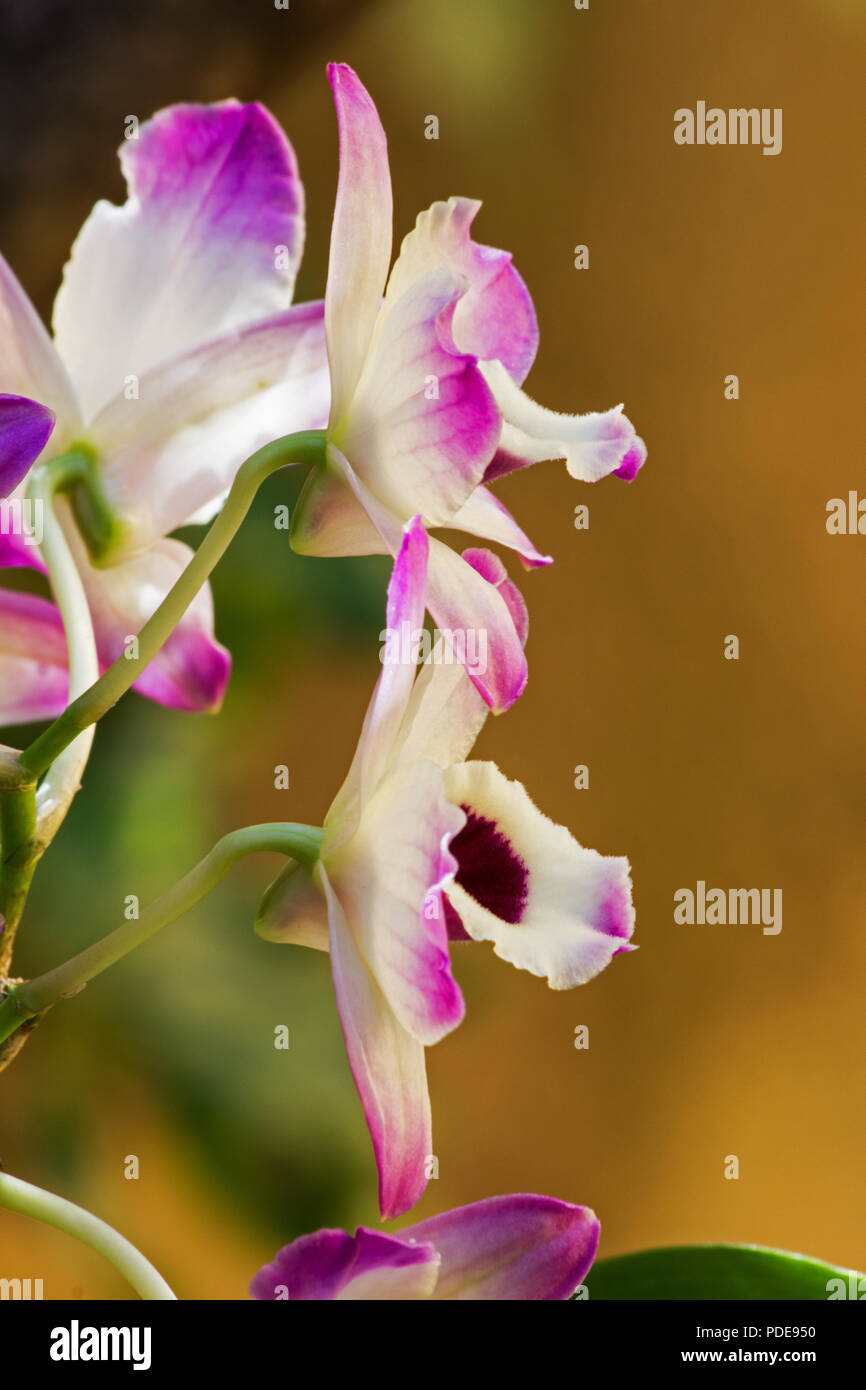 Orchid plant (Dendrobium Nobile) in bloom on a tree Stock Photo - Alamy
