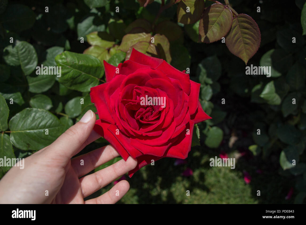 Hand holding rose bloom in in the garden Stock Photo - Alamy