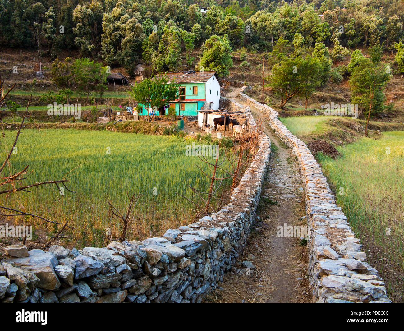 Kala Agar village, Kumaon Hills, Uttarakhand, India Stock Photo - Alamy
