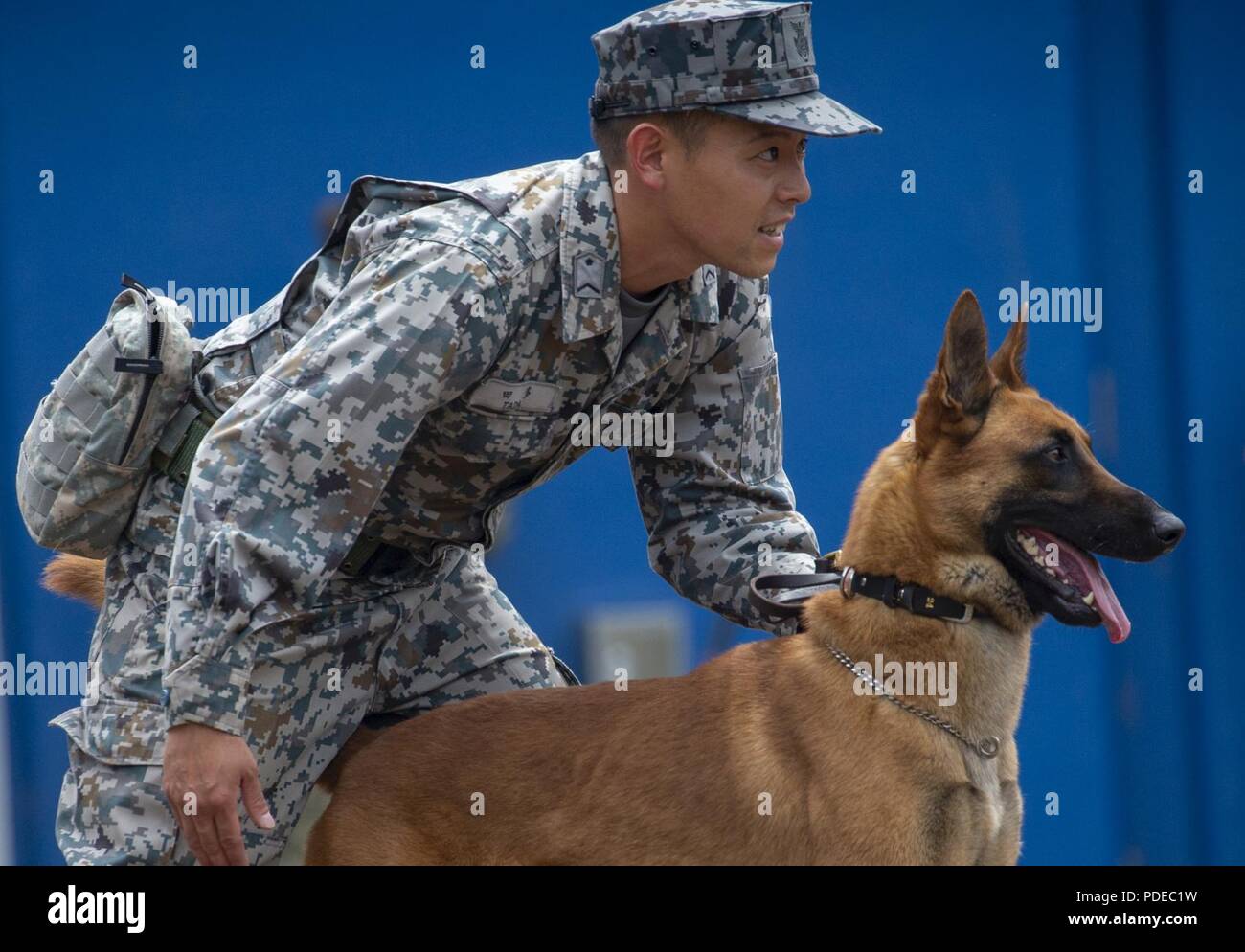 Do Dogs Have Ranks In The Military