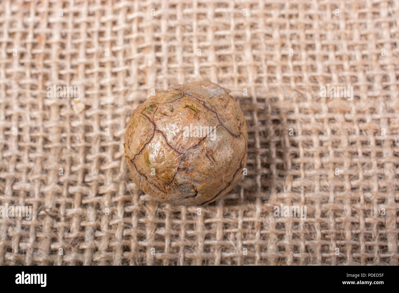 Pod cone hi-res stock photography and images - Alamy