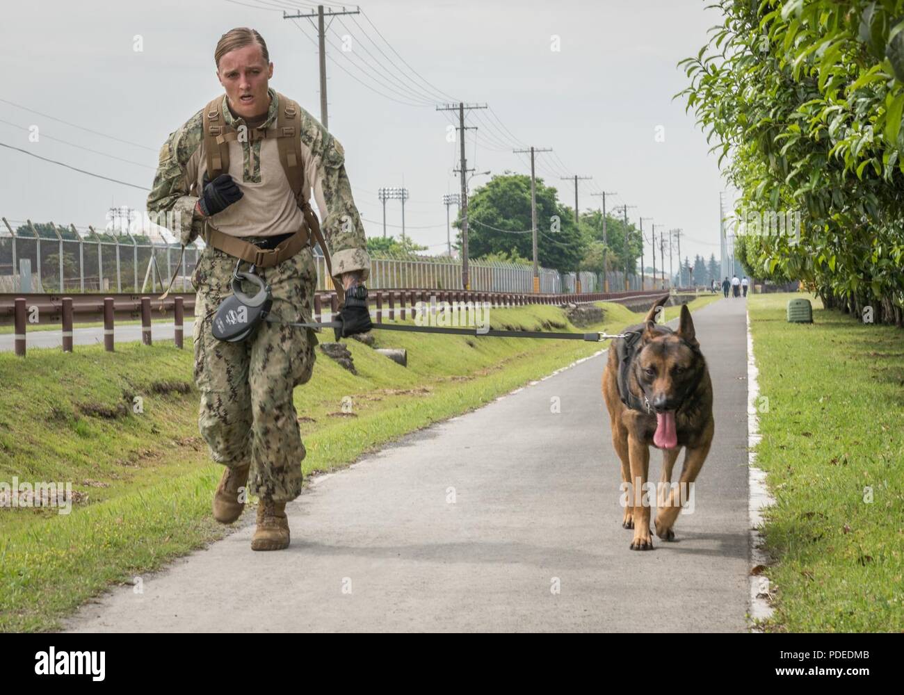 What Qualifications Do You Need To Be A Police Dog Handler