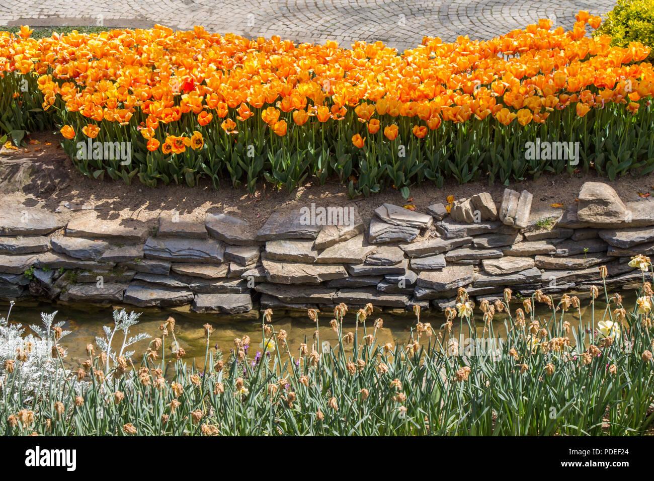 Garden with blooming tulip flowers in spring garden Stock Photo - Alamy