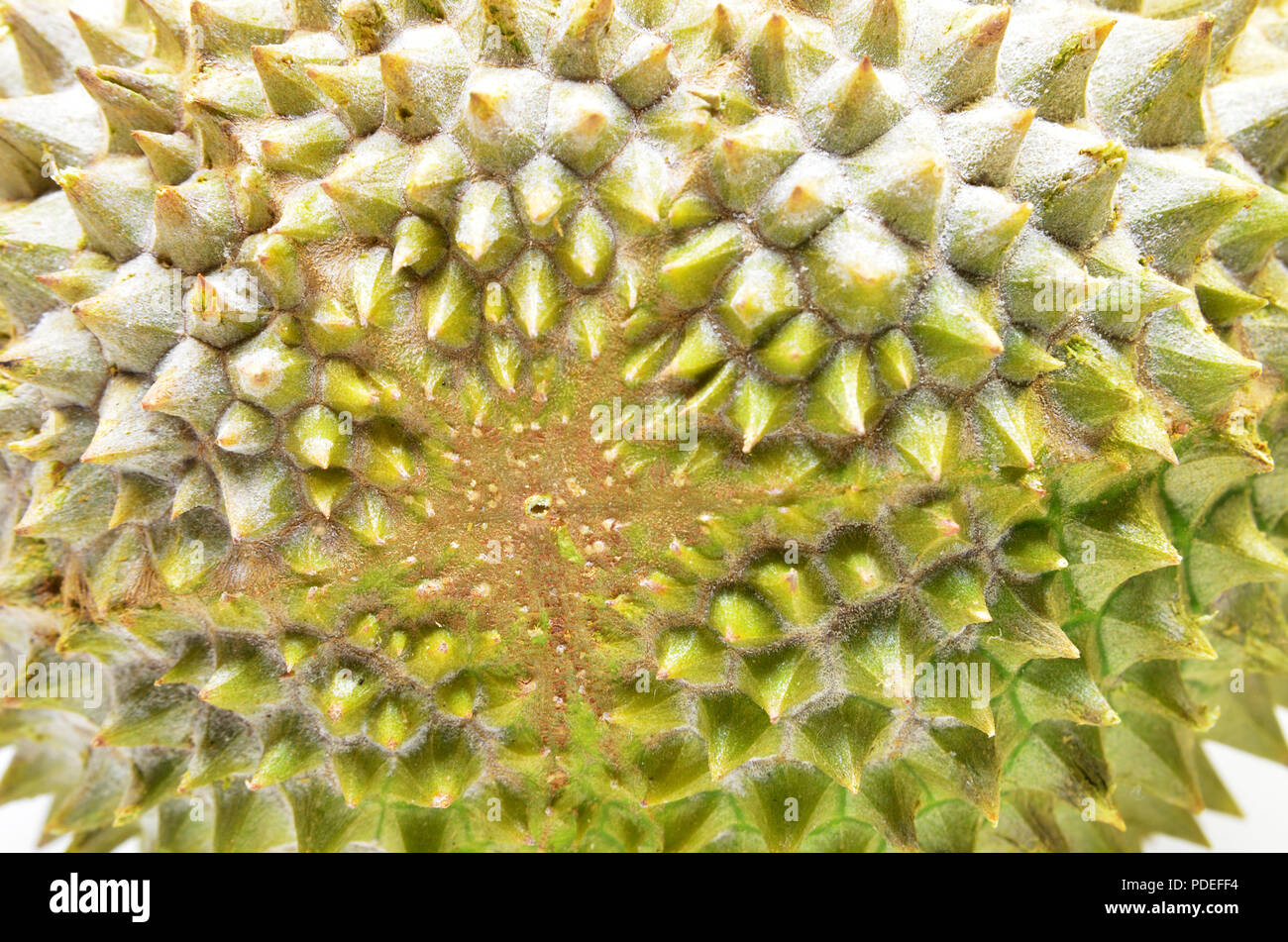 Durian fruit isolated on white background.The durian is distinctive for ...