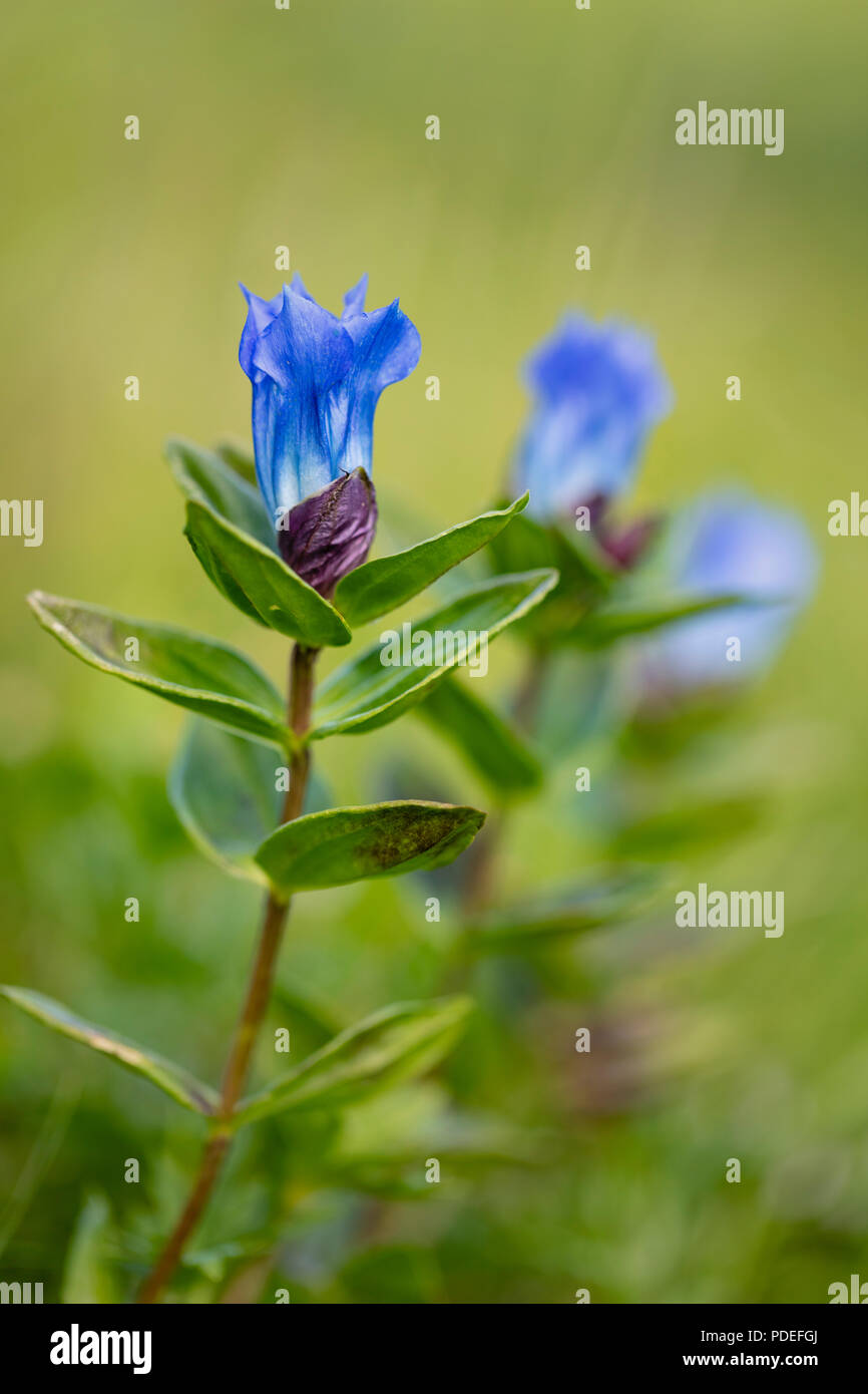 Alpine gentian wildflower hi-res stock photography and images - Alamy