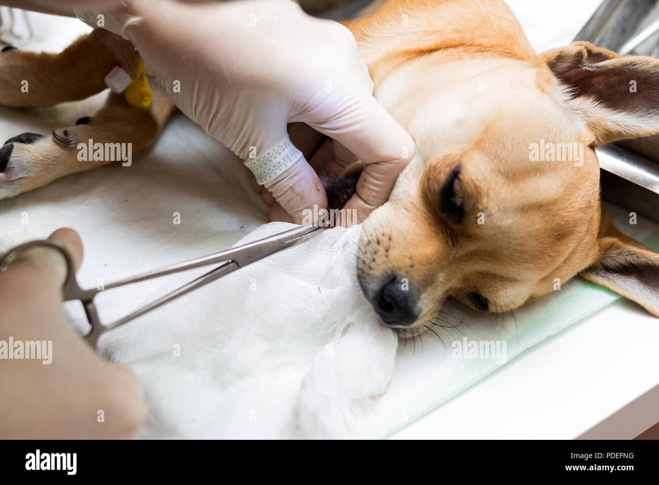 Veterinary, removal of dairy fangs interfering with the growth of the ...