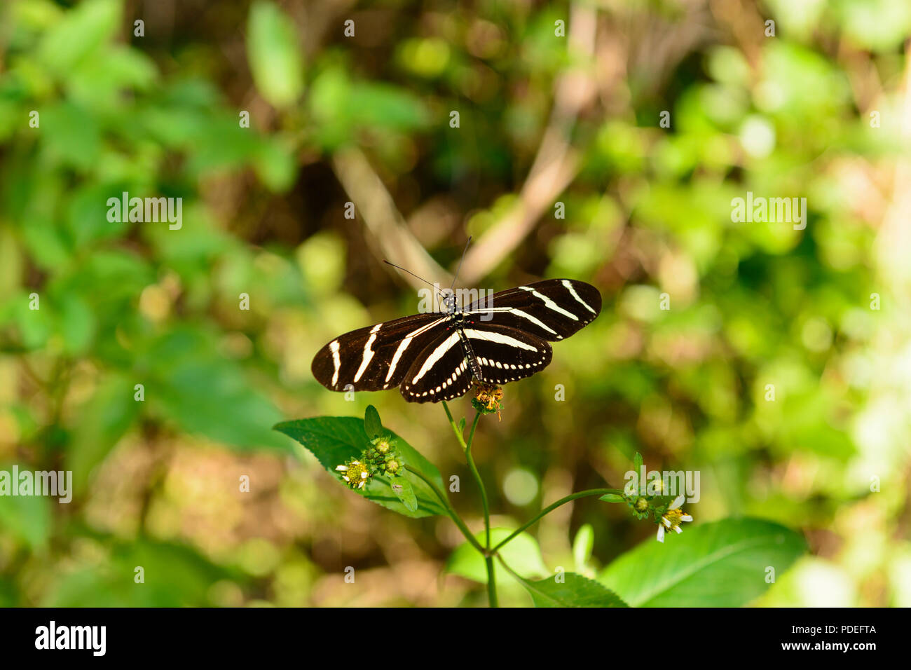 Zebra Longwing Butterfly in a Subtropical forest in the Everglades ...