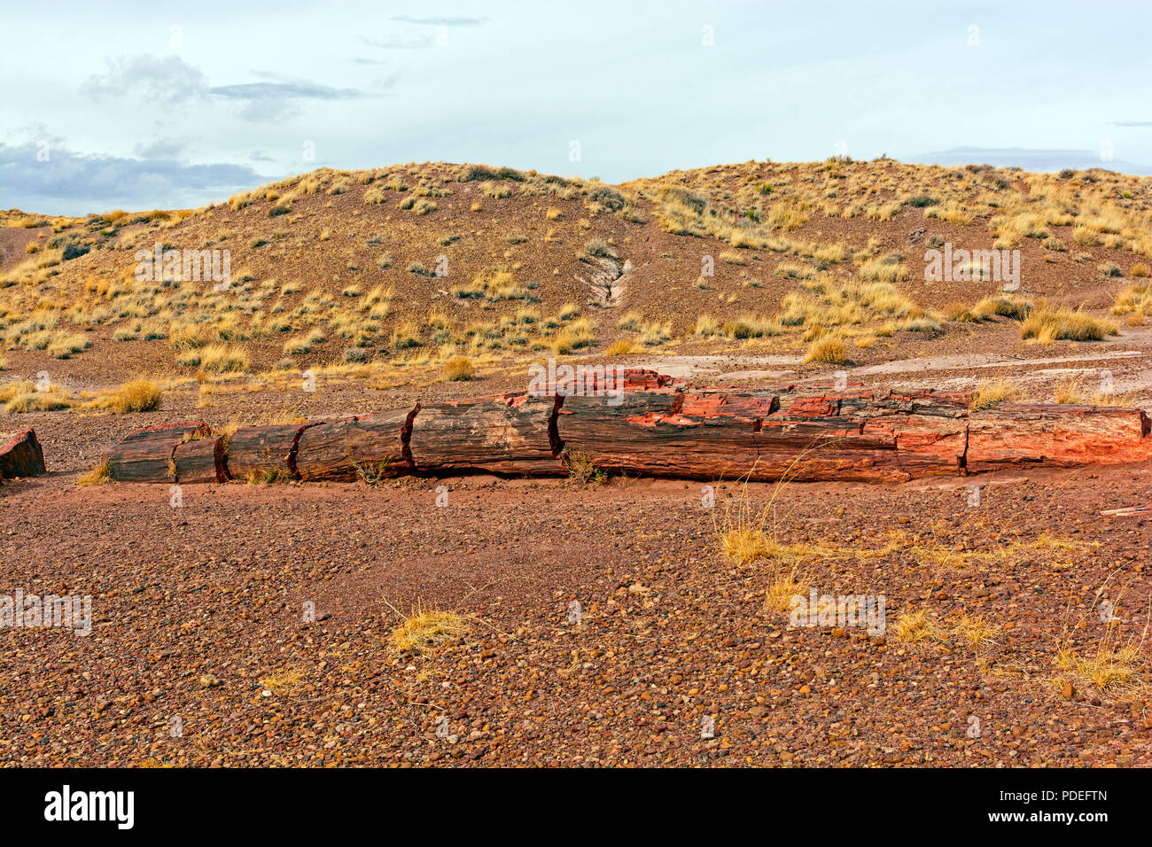Petrified log in rock hi-res stock photography and images - Alamy