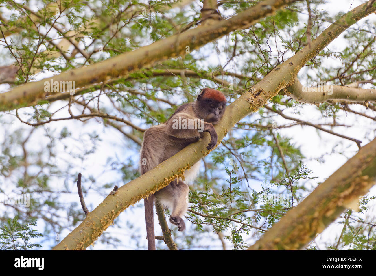 Ugandan red colobus monkey hi-res stock photography and images - Alamy