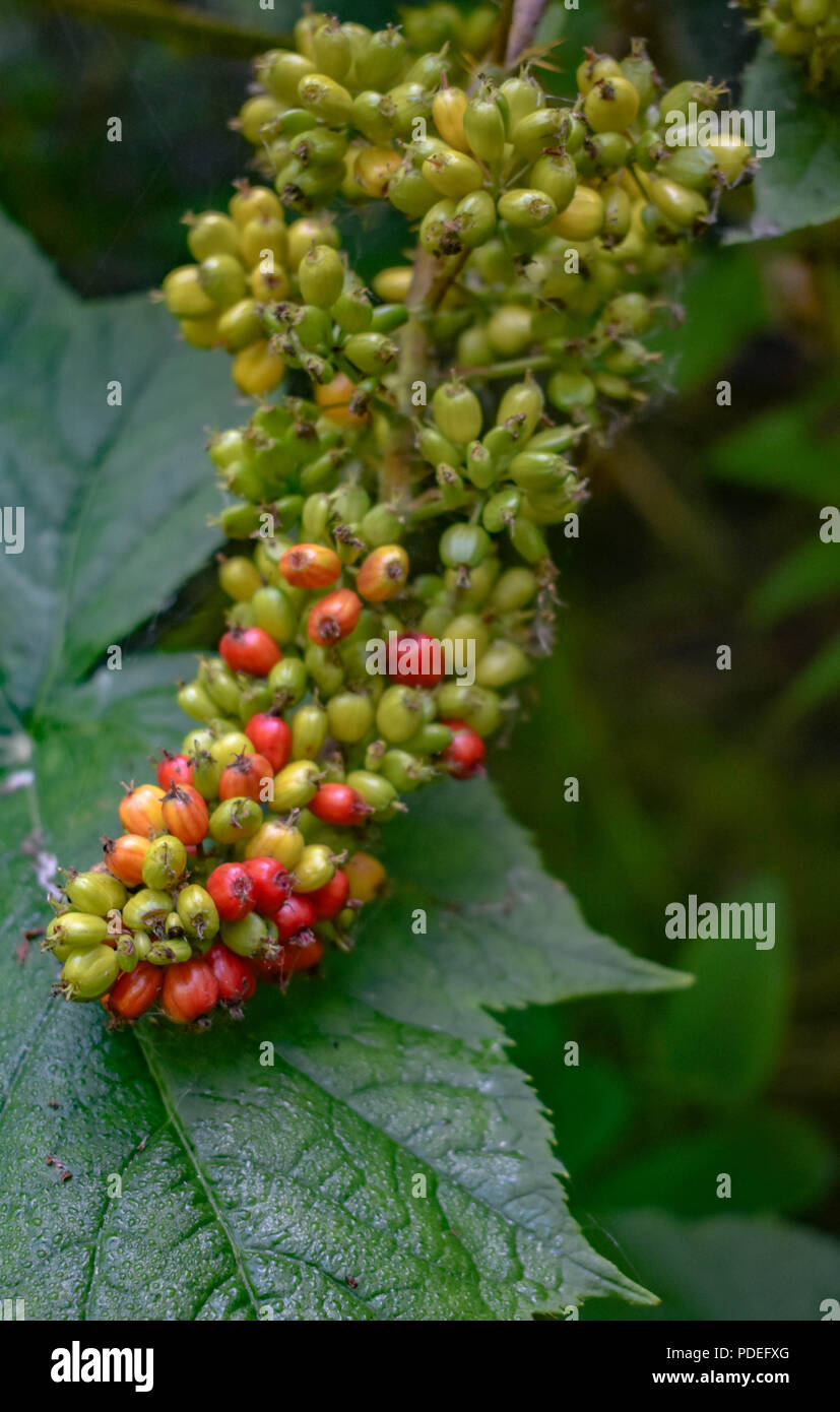 Wildflowers and Foliage at King's River, AK Stock Photo - Alamy
