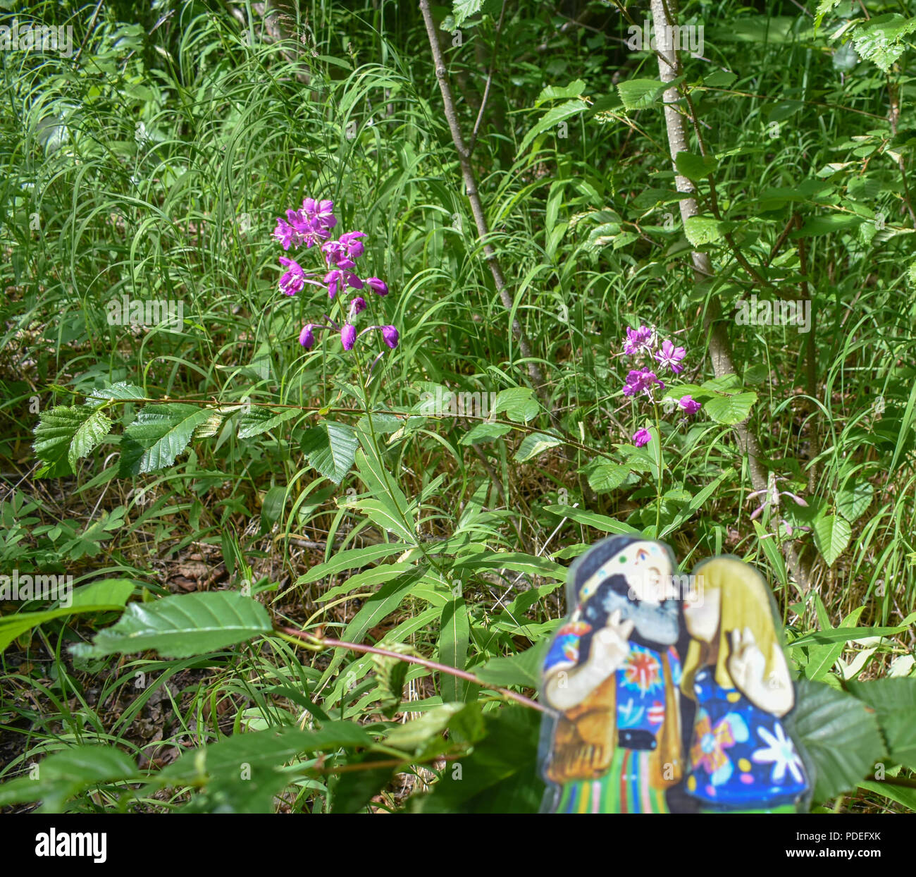 Wildflowers and Foliage at King's River, AK Stock Photo - Alamy