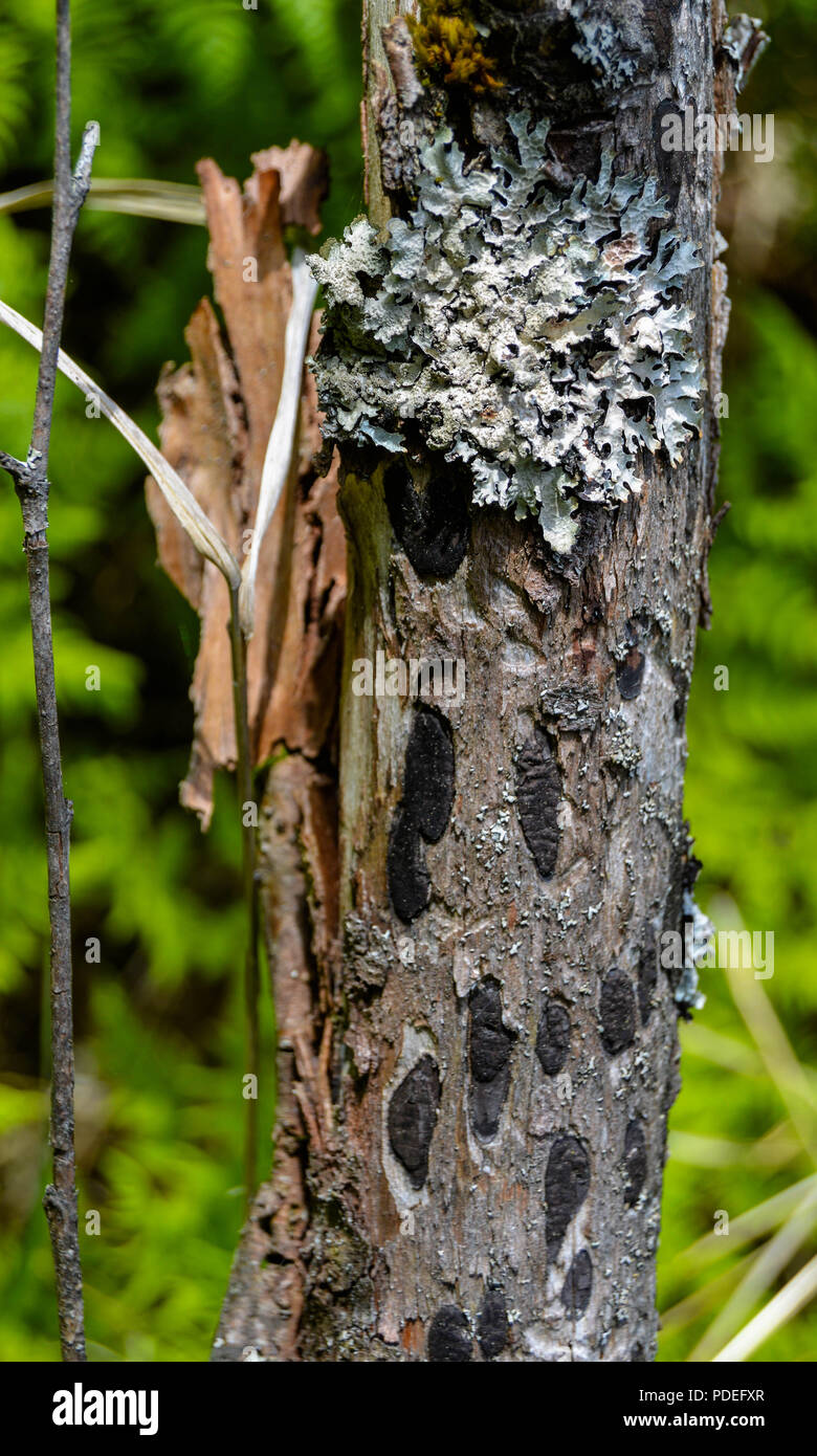 Wildflowers and Foliage at King's River, AK Stock Photo - Alamy