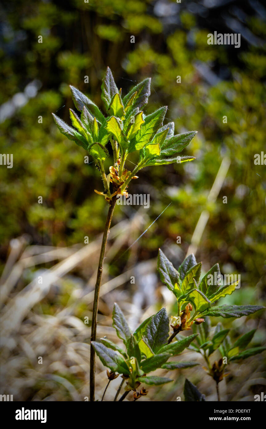 Wildflowers and Foliage at King's River, AK Stock Photo - Alamy