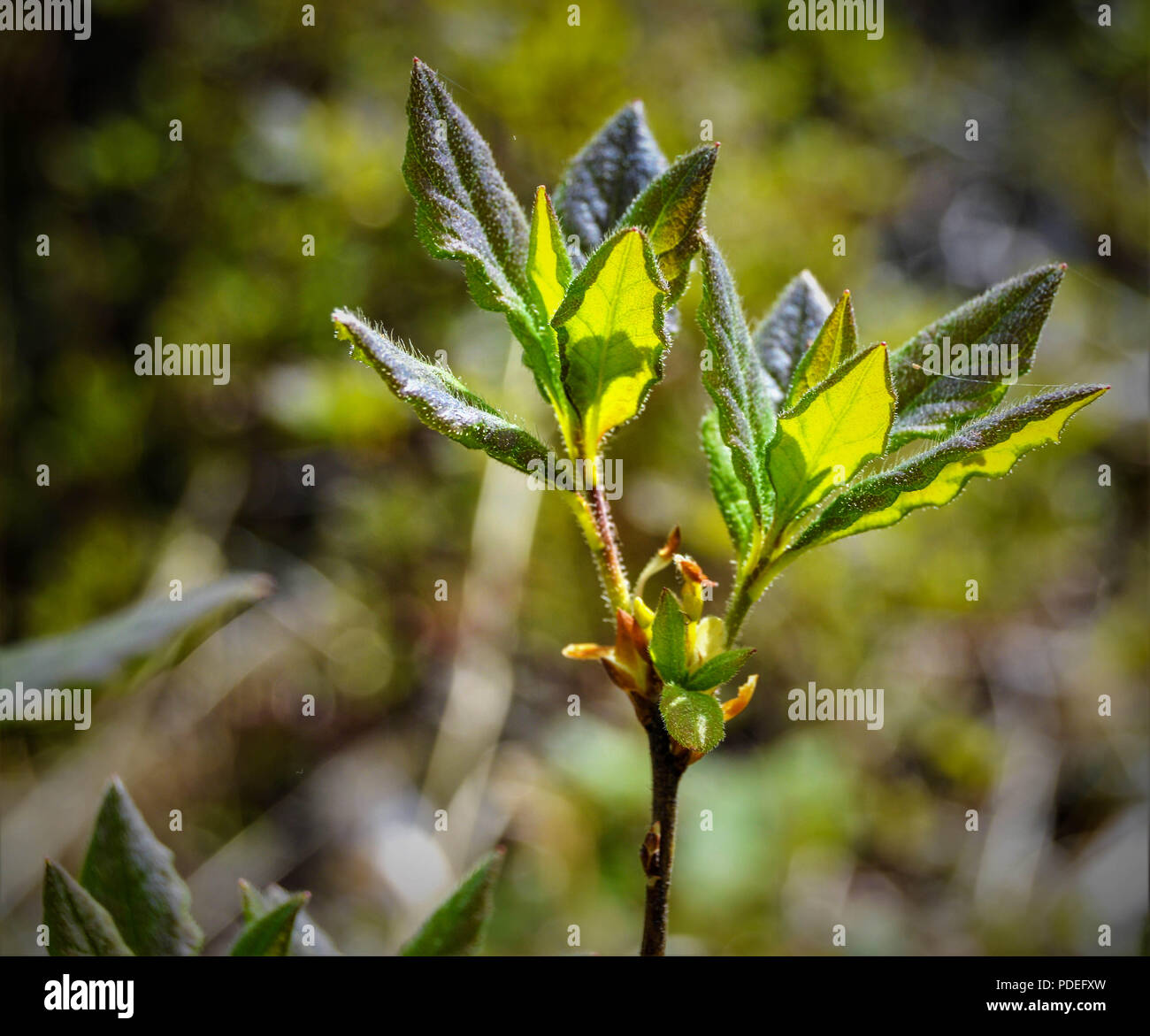 Kings river camping hi-res stock photography and images - Alamy