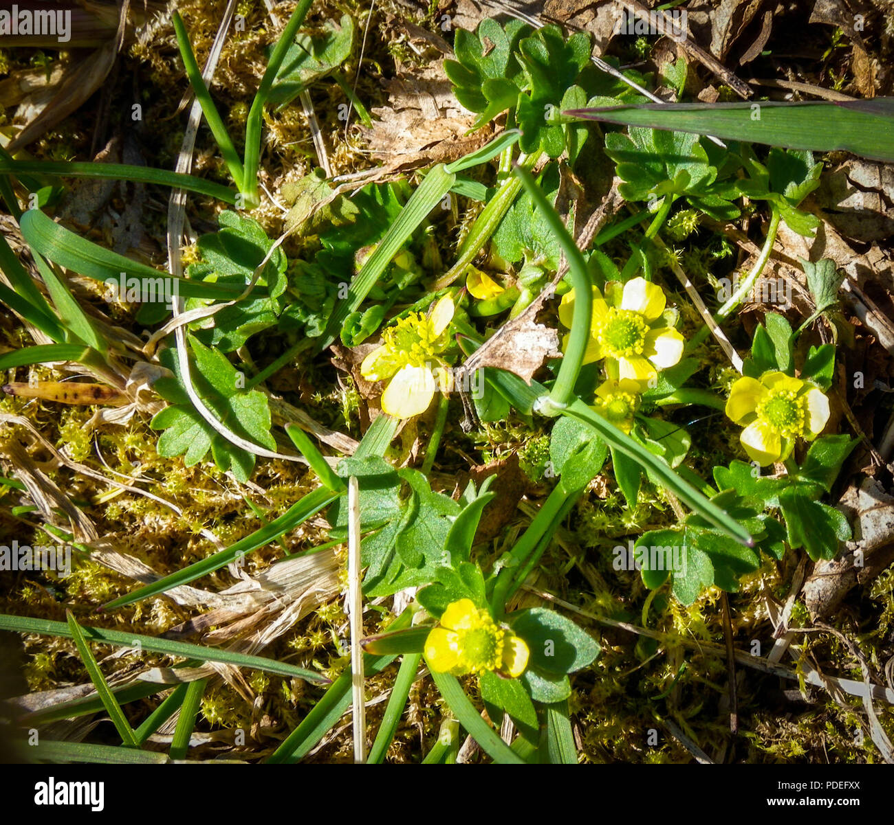 Wildflowers and Foliage at King's River, AK Stock Photo - Alamy
