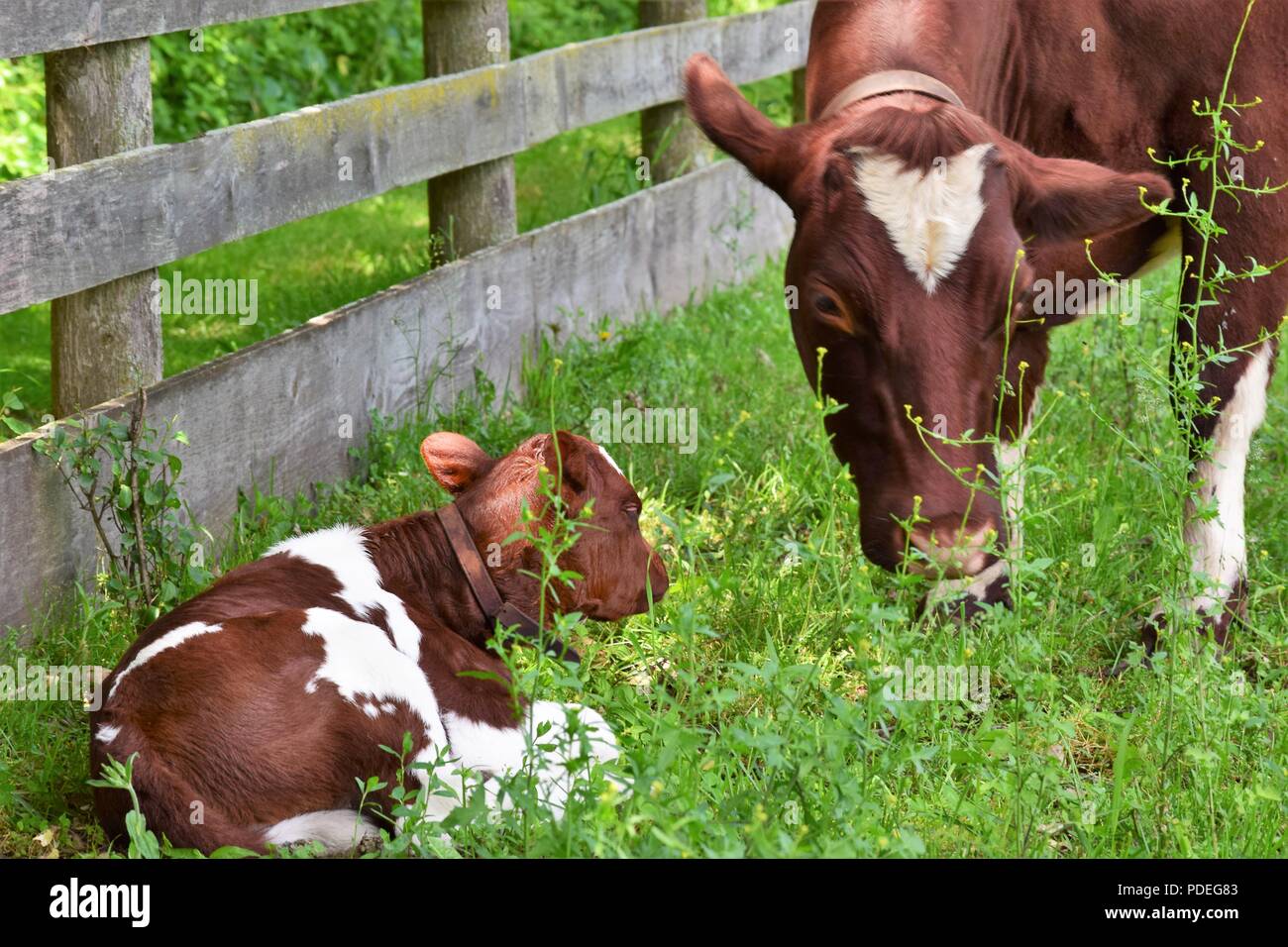 male cow laying in the grass Stock Photo - Alamy