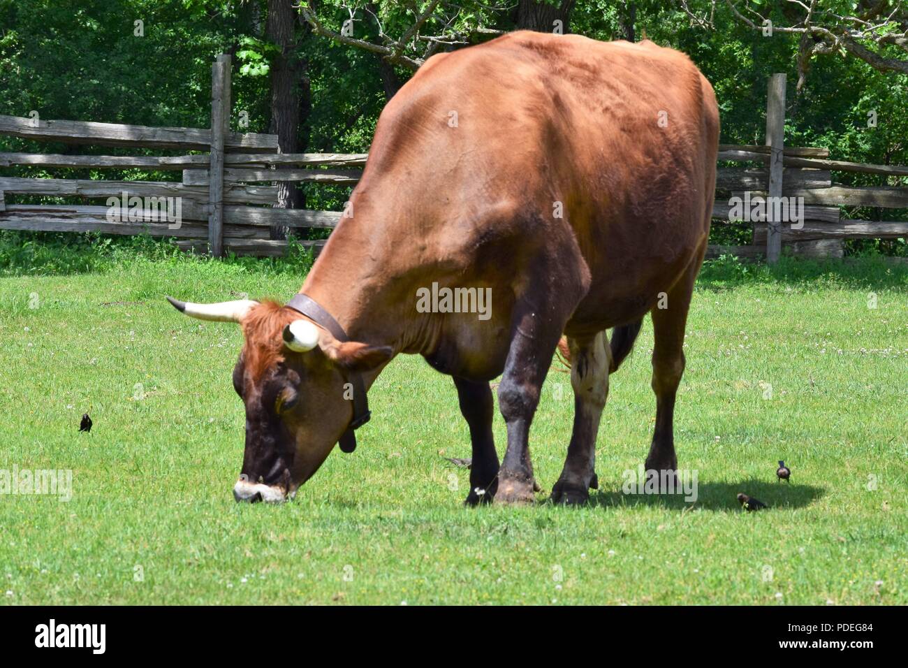 Male cow hi-res stock photography and images - Alamy